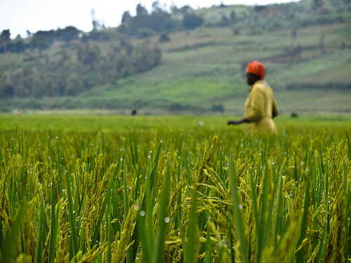 Hunger in the name of development? Rwandan farmers under stress ...